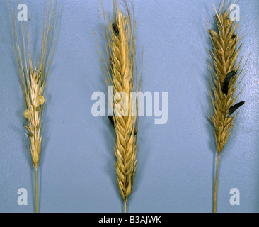 Rye ergot fungus (Claviceps purpurea) growing on wild grass Stock Photo ...