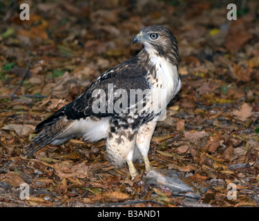 hawk eat meat Stock Photo - Alamy