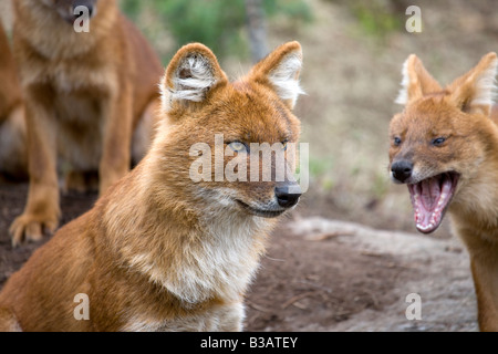 Dhole (Cuon alpinus lepturus Stock Photo - Alamy