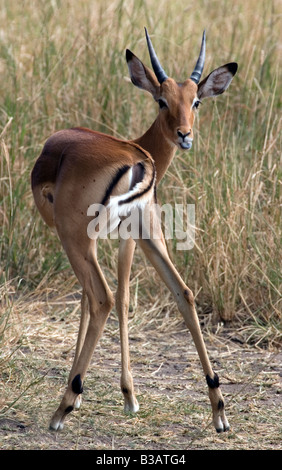 Thomson's or Red-fronted Gazelle (Gazella rufifrons) newly born baby ...