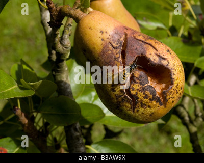 pear scab on williams pear venturia pirina fungus Stock Photo - Alamy