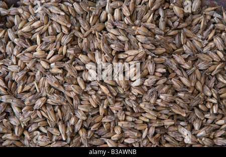 Spelt wheat (Triticum spelta) grown at Butser Ancient Farm, Hampshire ...