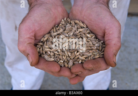 Spelt wheat (Triticum spelta) grown at Butser Ancient Farm, Hampshire ...