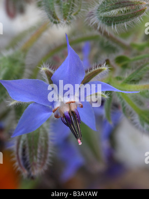 Blue star shaped flowers of the borage plant in the herb garden Stock ...