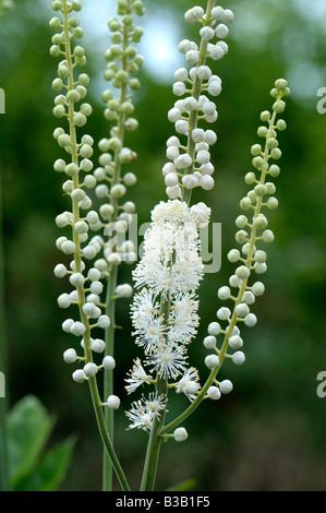 Black Cohosh, Squaw Root, Black Snakeroot (Cimifuga racemosa ...