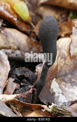 Dead Man's Finger fungus (Xylaria polymorpha Stock Photo - Alamy