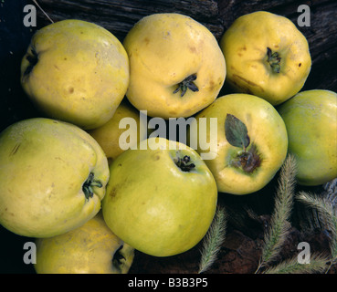 Group of fresh picked quince fruit on a wooden table Stock Photo - Alamy