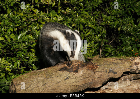 Eurasian Badger, meles meles, feeding at woodpile Stock Photo - Alamy