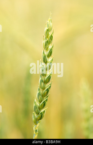 Field of young rye in Poland Stock Photo - Alamy