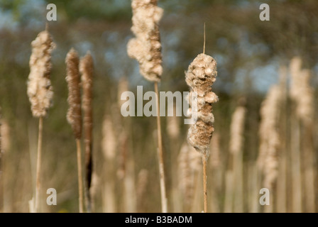 Bullrushes in a reedbed in Norfolk, UK Stock Photo - Alamy