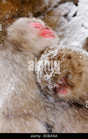 View of two Japanese Macaques, one carefully grooming the other amidst ...