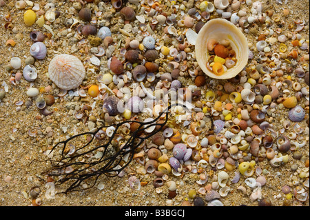 Shells on a beach on Bryher island on the Isles of Scilly England UK ...