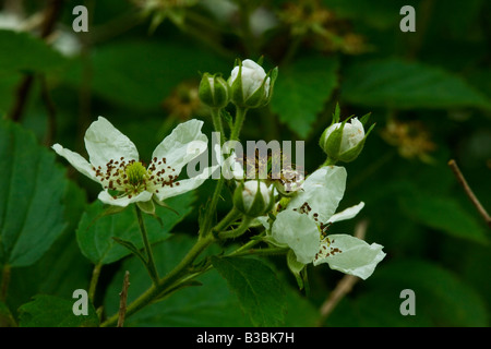 wild black raspberry flower Rubus fruticosa fruticosus blossom Stock ...