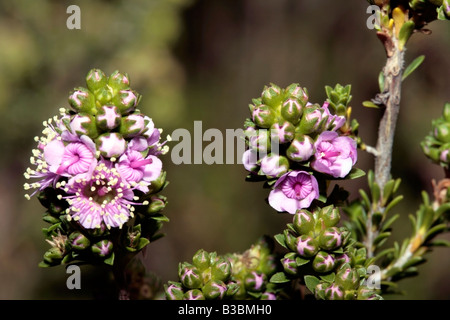 Kunzea ciliata-Family Myrtaceae Stock Photo - Alamy