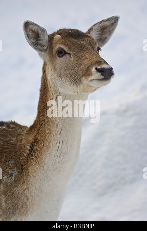 A closeup shot of a deer standing in the snowy winter forest Stock ...
