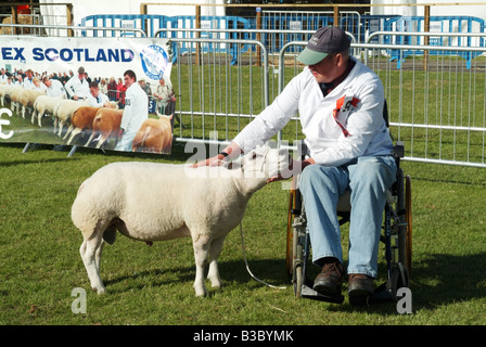 Beltex sheep winning at show Stock Photo - Alamy