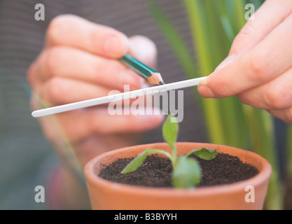 A plant being labeled Stock Photo - Alamy