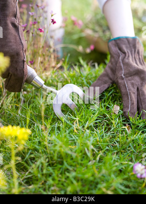 Overgrown summer plants growing in the morning meadow Stock Photo - Alamy