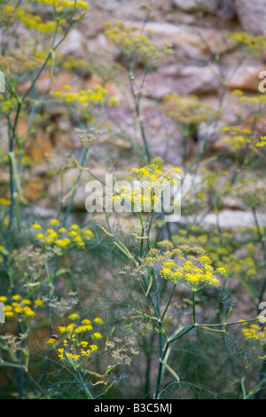 Flower of wild fennel (foeniculum vulgare) close-up on black background ...
