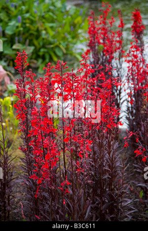Red Lobelia Cardinalis Queen Victoria Garden Perennial Perennials Plant ...
