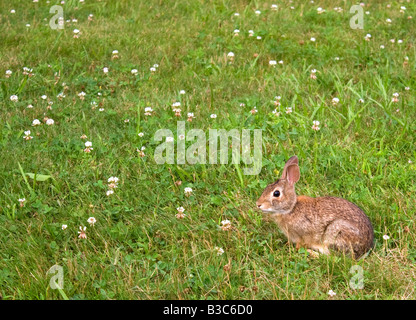 Adorable beige rabbit grazing in the green field on the background of a ...