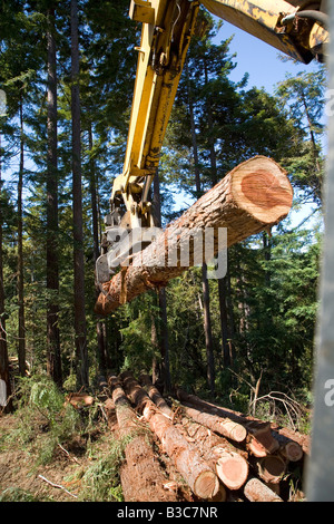 Logging industry. Tree log forest. Pine tree log. Softwood lumber ...