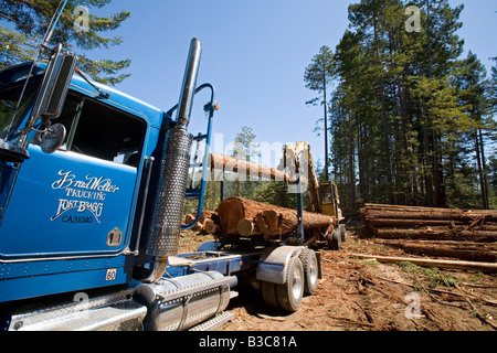 Logging of Redwoods in Northern California Stock Photo - Alamy