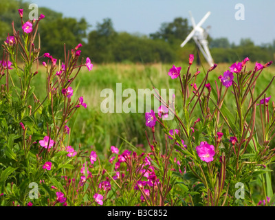 Summer scene on the norfolk broads at Hickling broad near Hickling ...