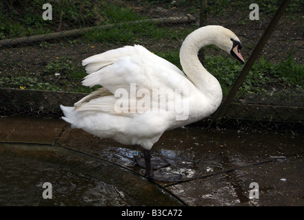 A swan infected with a bacteria that turns it s feathers pink Stock ...