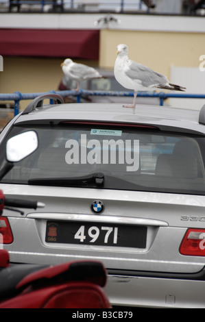 Guernsey car number plates Stock Photo - Alamy