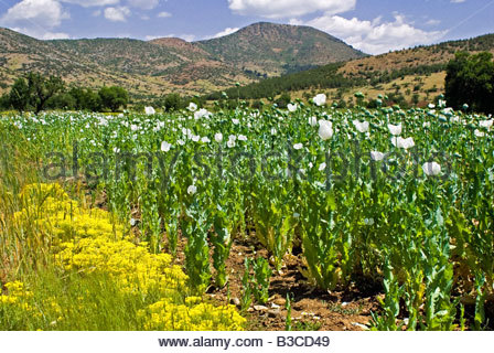 Opium poppy fields in Turkey Stock Photo: 162132614 - Alamy