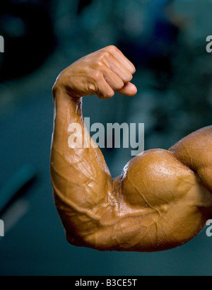 bodybuilder bodybuilders muscular arm biceps bicep fist muscle Stock ...