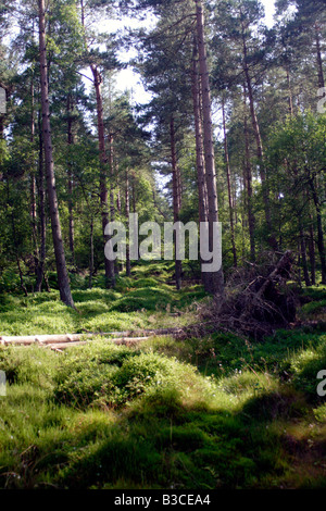 Simonside forest walk, Northumberland National Park, UK Stock Photo - Alamy