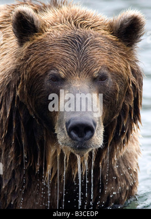 Brown bear in Yuzhno Kamchatsky national park in Kamchatka Russia Stock ...