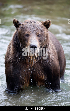 Brown bears in Yuzhno Kamchatsky national nature reserve in Kamchatka ...