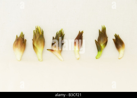 Myoga or Japanese Ginger (Zingiber mioga), Zingiberaceae. Edible ...