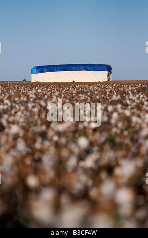 Cotton Module Hillston New South Wales Australia Stock Photo - Alamy