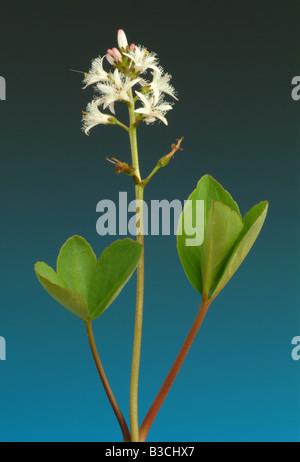 medicinal plant Menyanthes trifoliata Backbean Bogbean medicinal plant ...
