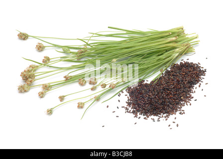 medicinal plant Psyllium Psillio Plantago psyllium seeds Stock Photo ...