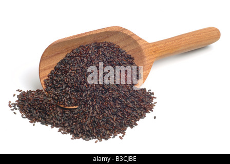 medicinal plant Psyllium Psillio Plantago psyllium Stock Photo - Alamy