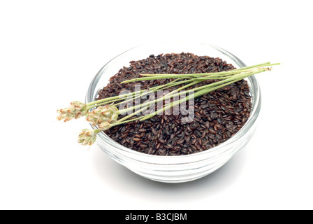 medicinal plant Psyllium Psillio Plantago psyllium Stock Photo - Alamy