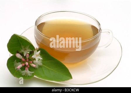 Medicinal plant Backbean Buckbean Marsh trefoil Bogbean Buckbean tea ...