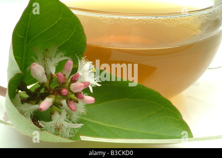 Medicinal plant Backbean Buckbean Marsh trefoil Bogbean Buckbean tea ...