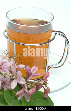 Dittamotea dittamo tea infuso di frassinella Burning bush Dictamnus ...