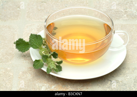 tea mad of white horehound medicinal plant herb Marrubium vulgare ...