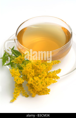 medicinal tea made of Golden rod Solidago virgaurea Stock Photo - Alamy