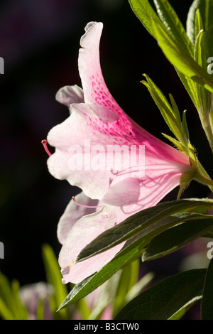 Close up of George L Tabor Azalea Stock Photo - Alamy