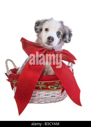 Cute dog with a bow around his neck Stock Photo - Alamy