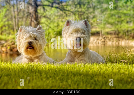 Two west highland white terrier westie dogs on grooming table, one dog ...