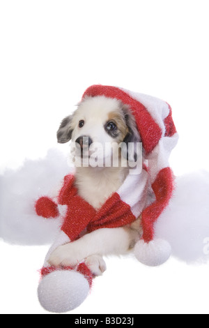 red-merle Miniature Australian Shepherd Stock Photo - Alamy